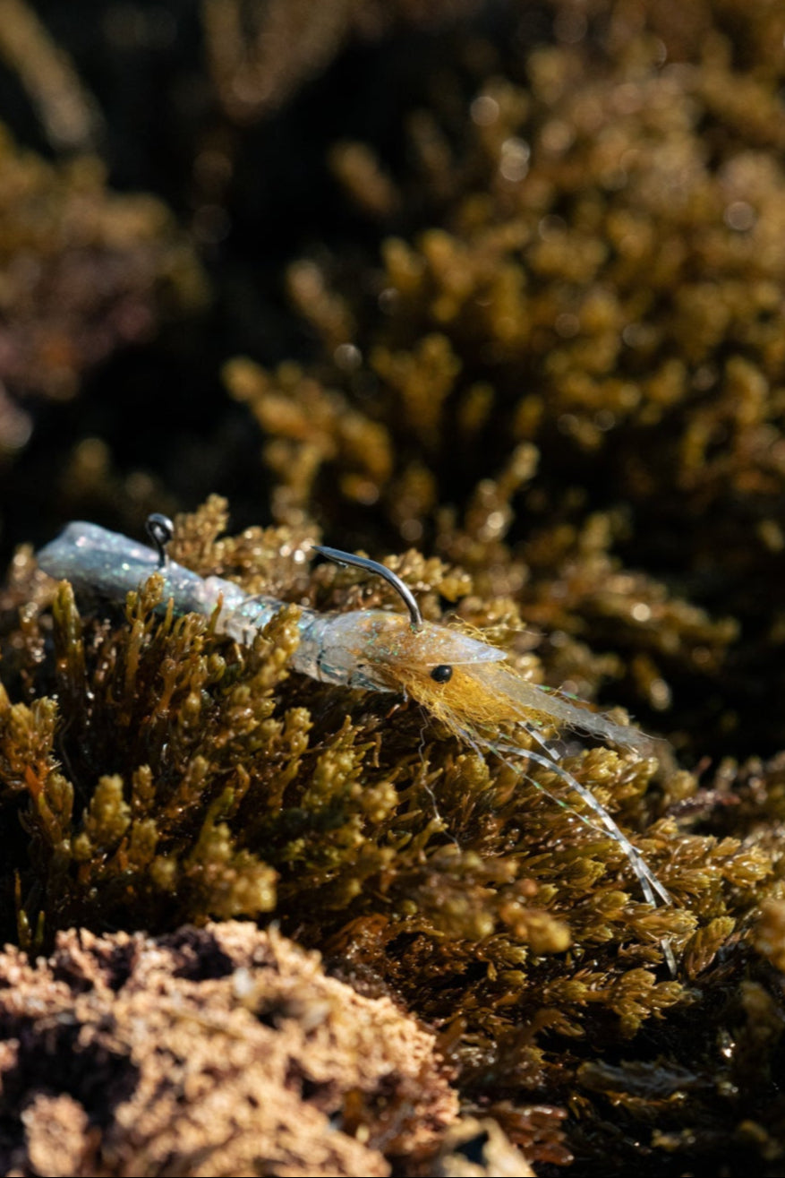 Casting Shrimp Jig 14gram (1/2oz) – Predator Baitfish Tackle